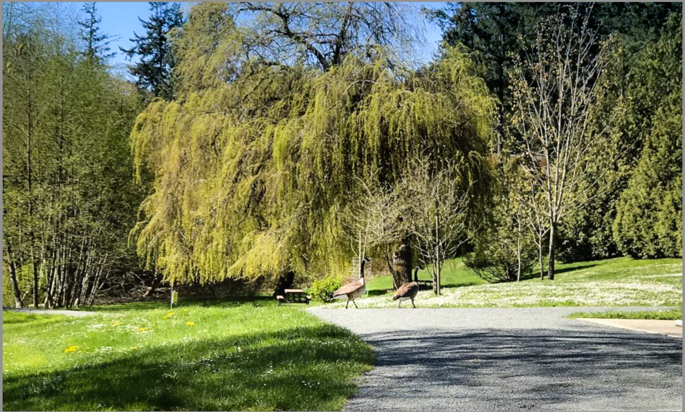 Whitehead Park 2018 | Friends of Tod Creek Watershed