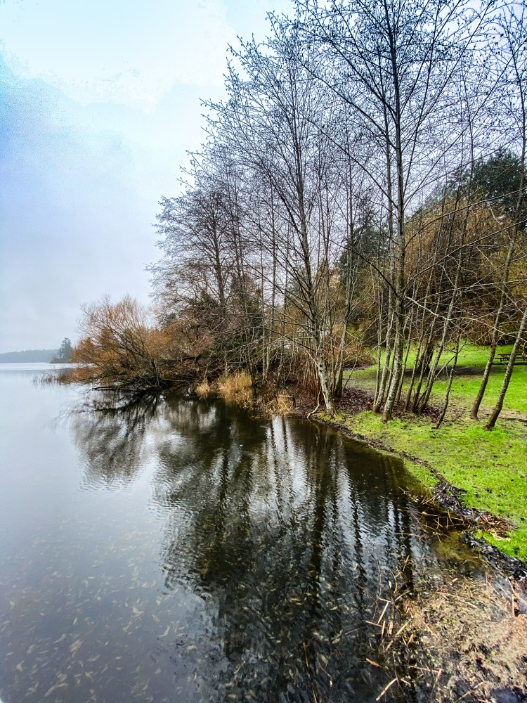 Whitehead Park 2020 | Friends of Tod Creek Watershed